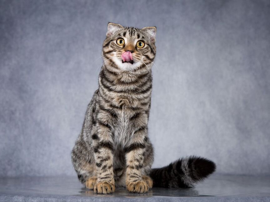 Вислоухий котик ищет семью