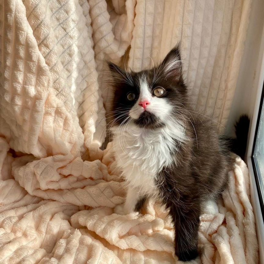 Котенок чб в добрые руки