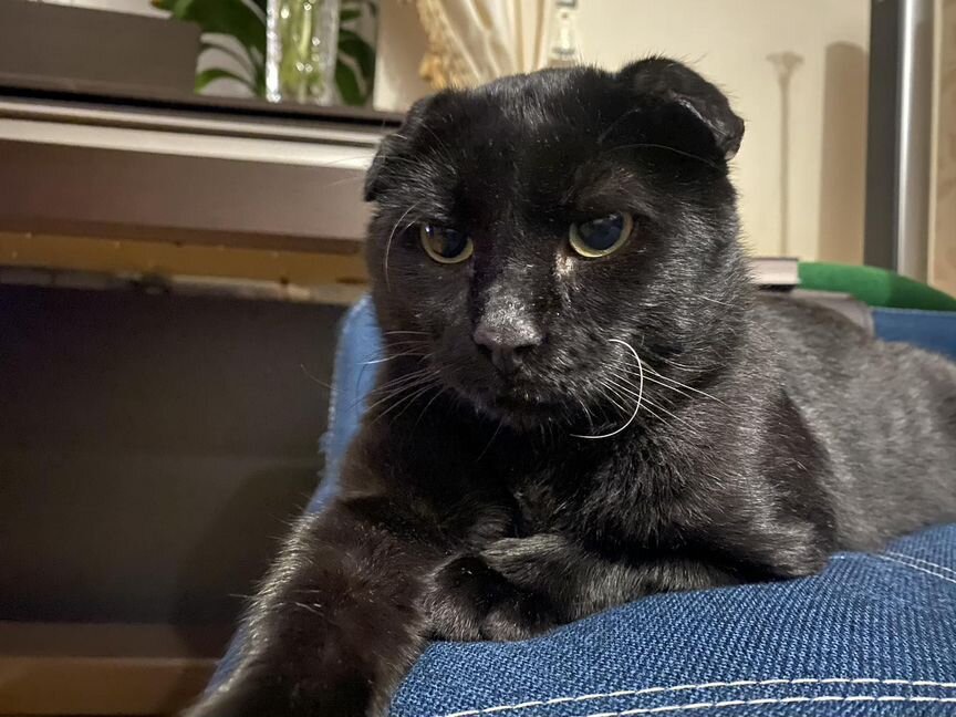 Кот в добрые руки