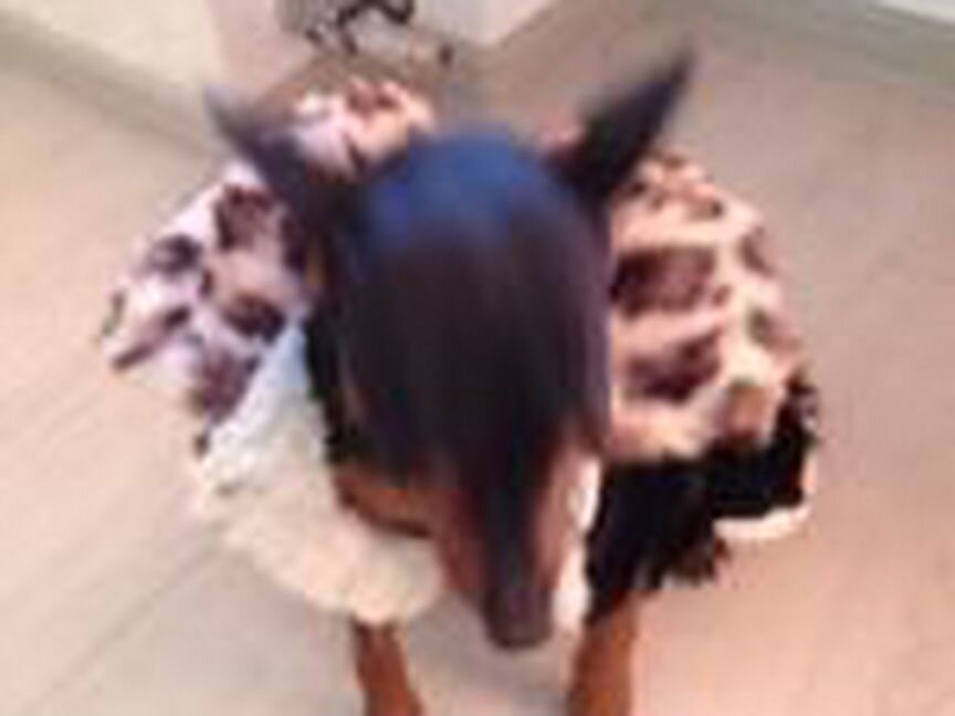 Шуба для собак мелких пород