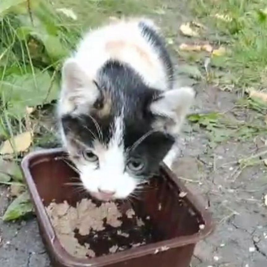 Кошка осталась в садах одна