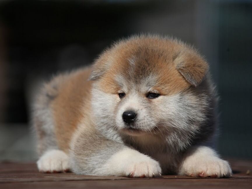 Девочка Акита Ину