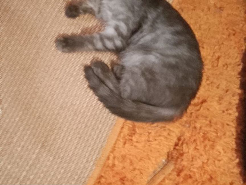 Котенок девочка