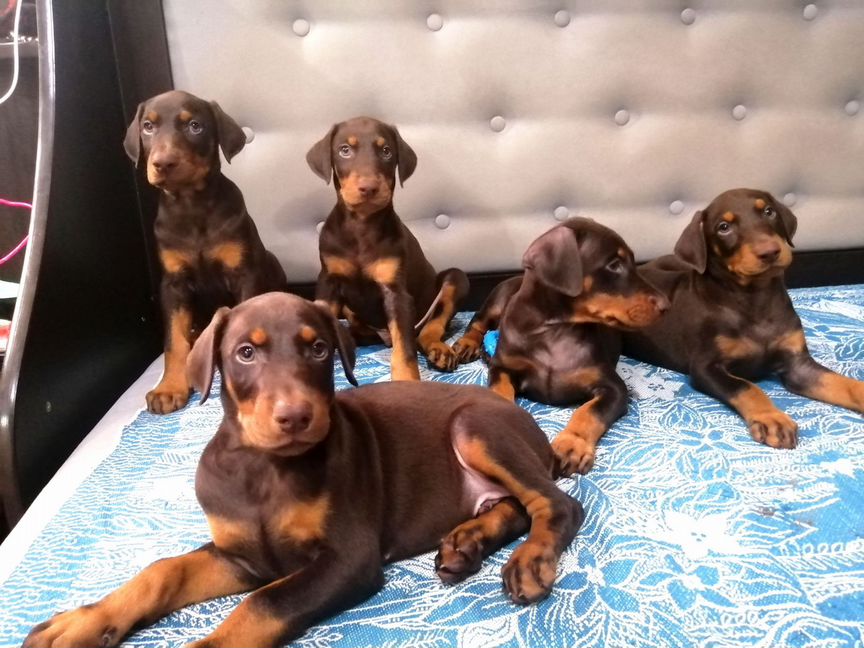 Щенки добермана