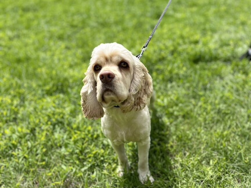 Вязка. Американский кокер спаниель