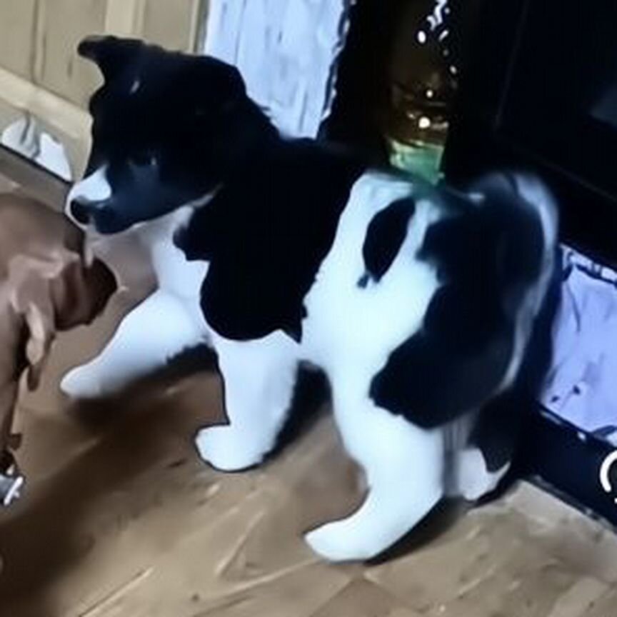 Щенок в добрые руки