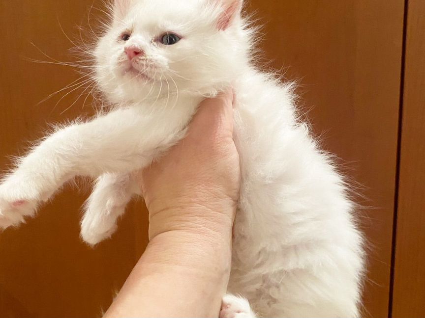 Котята мейн-кун