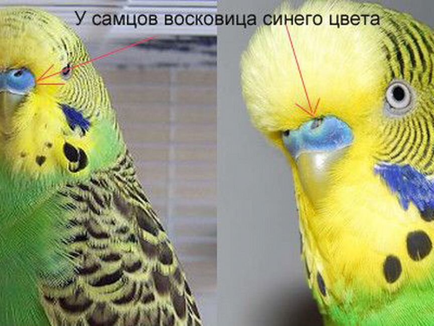 Волнистый попугай самец