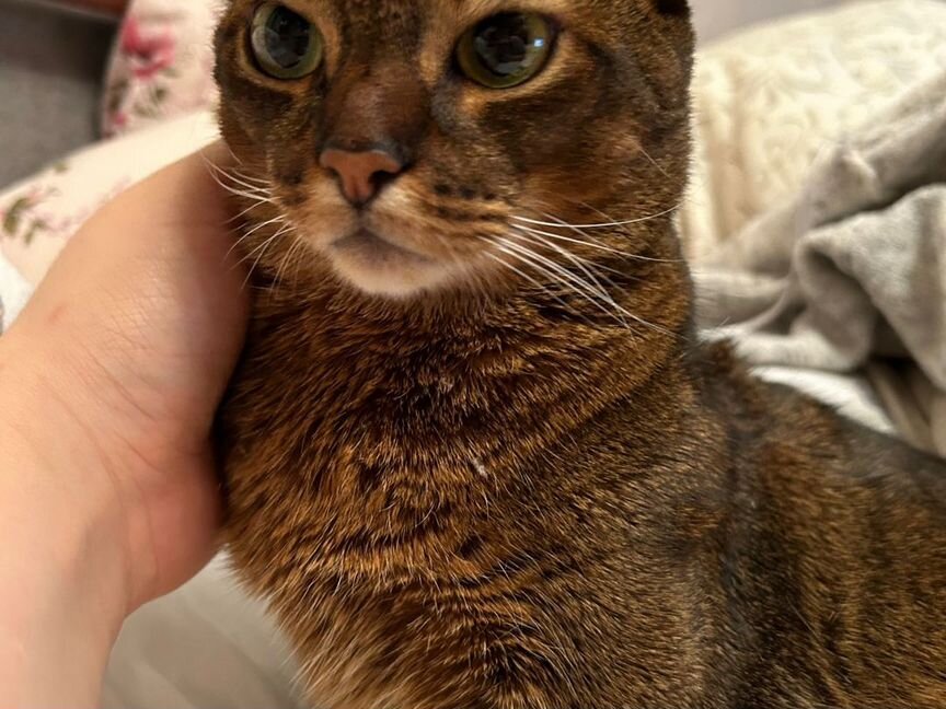 Манчкин кот