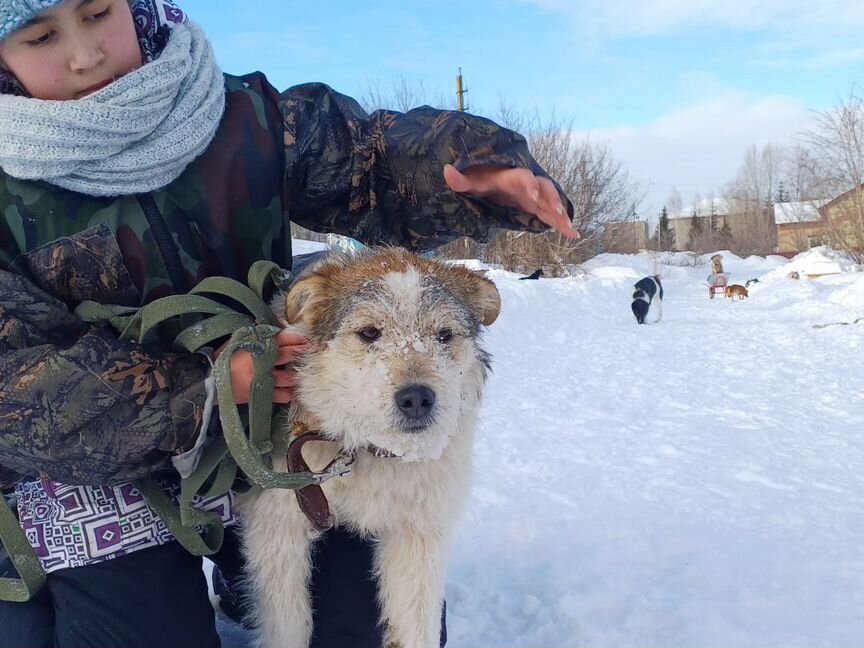 Соьаки маленьких пород