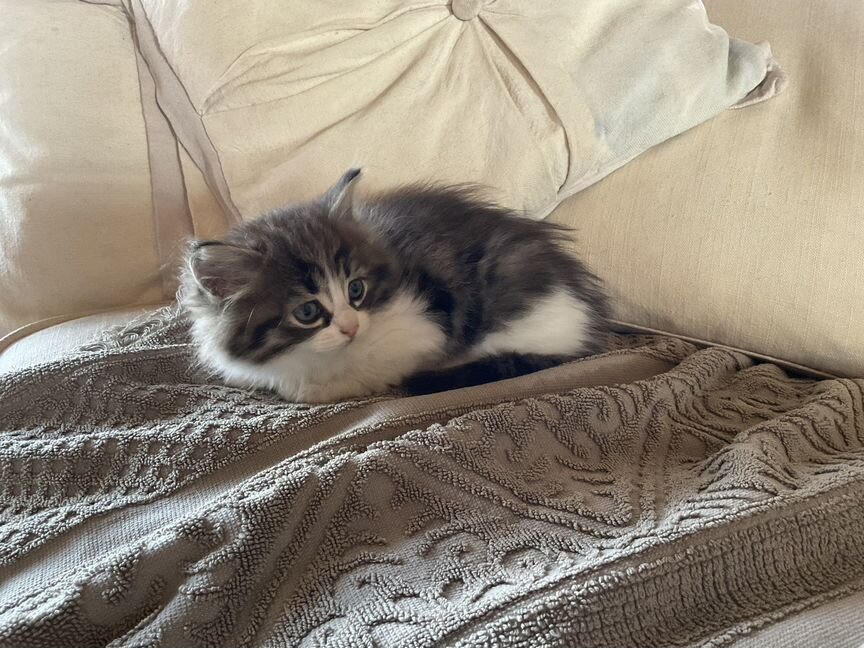 Котята мейн-кун смесь