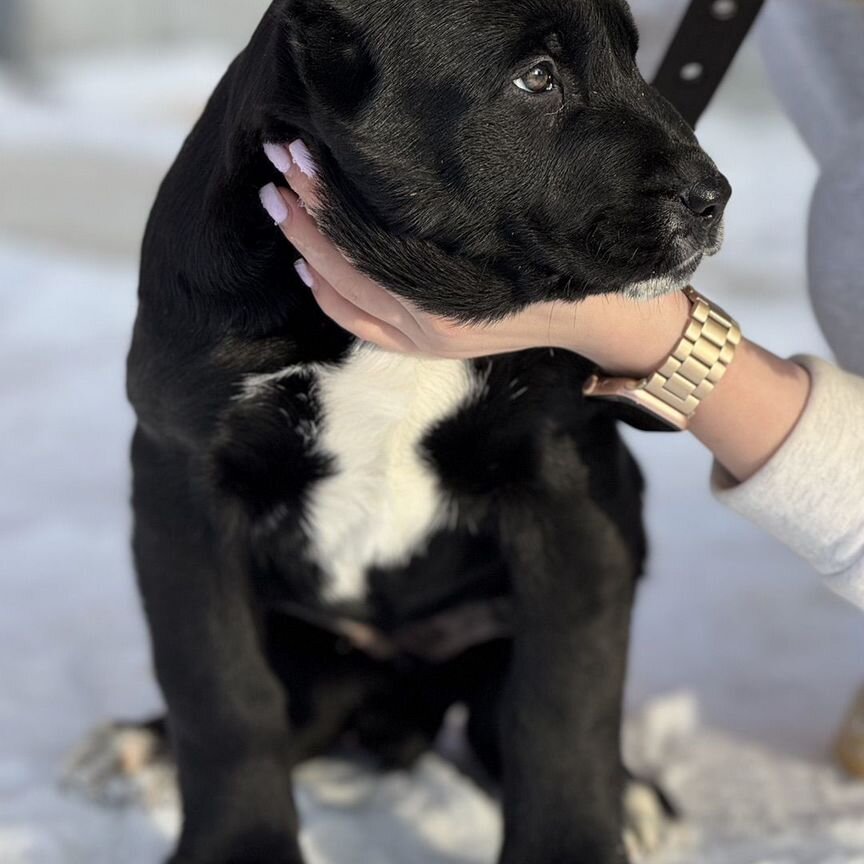 Среднеазиатская овчарка (алабай)