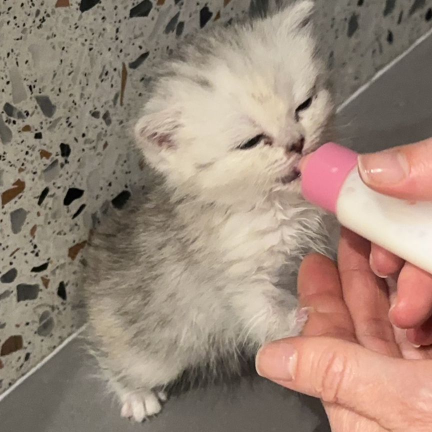 Шотландский прямоухий короткошёрстный котёнок