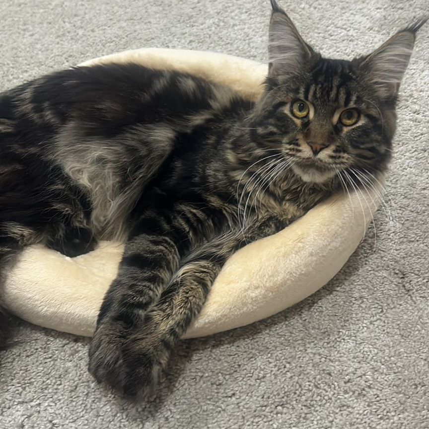 Котенок мейн-кун