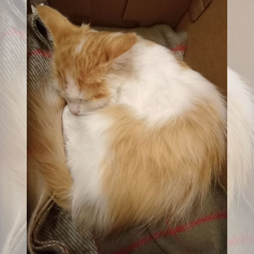Отдам даро котёнка