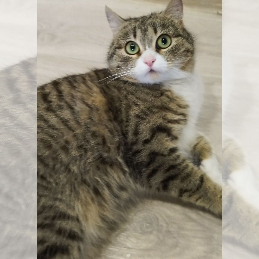 Ласковая Муся