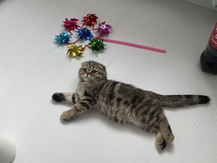 Шотладский кот вязка