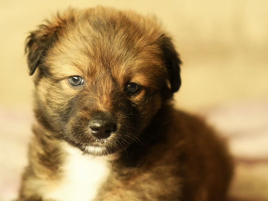 Щенок в добрые руки