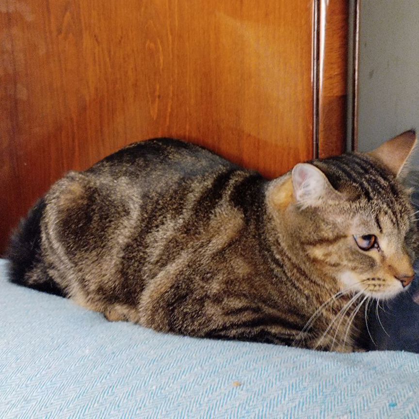 Красавчик котик