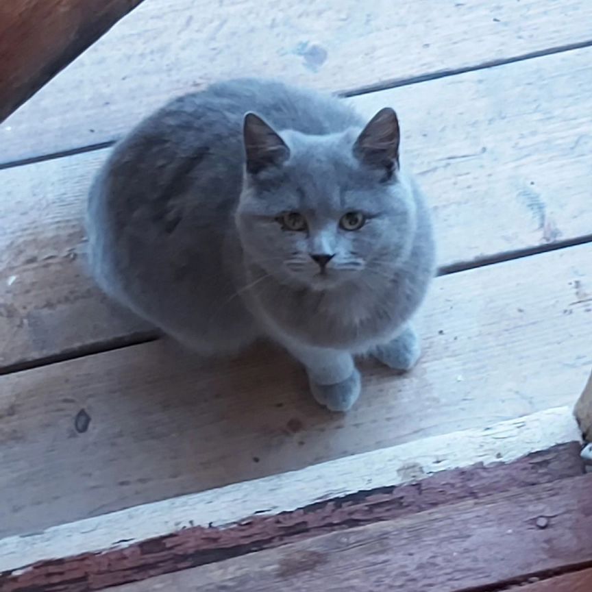 Дымчатые котята