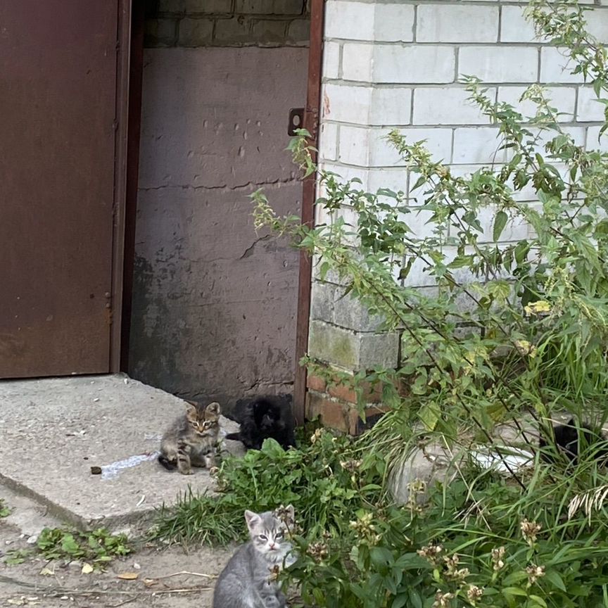 Котята в добрые руки