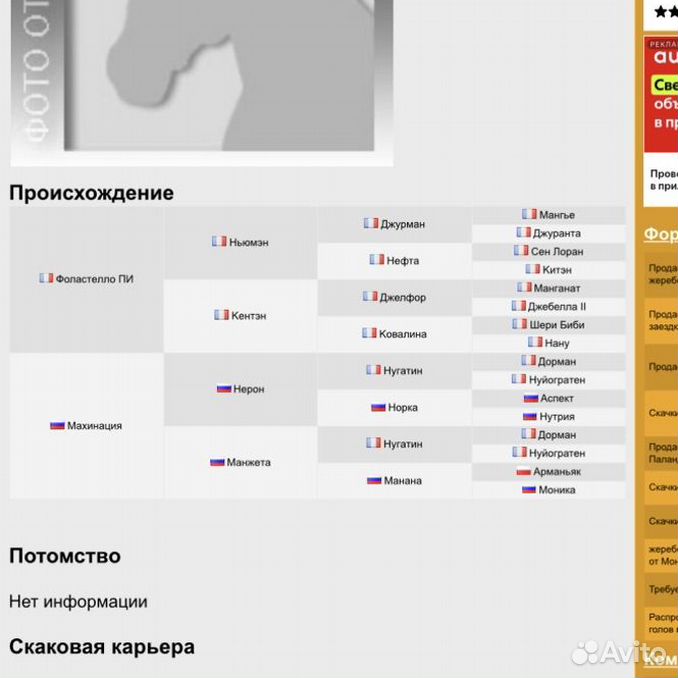 Продаю арабских кобыл