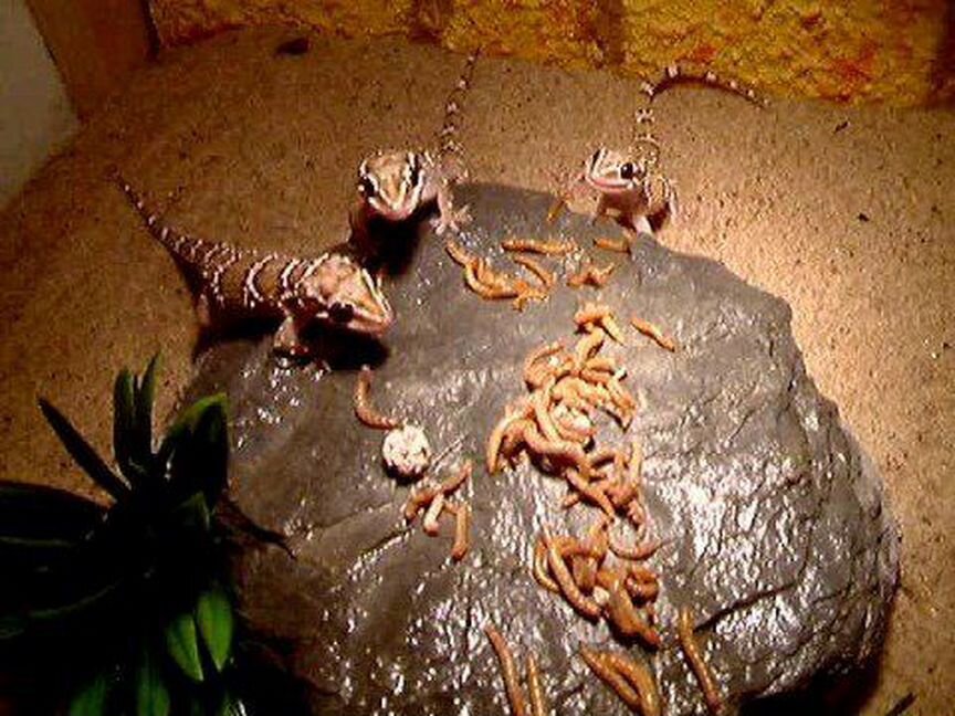 Терр.60*55*80(выс.) /пара Hemidactylus tried/дети