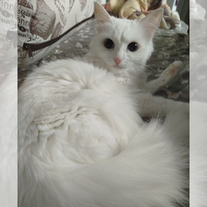 Турецкая ангора, взрослая кошка