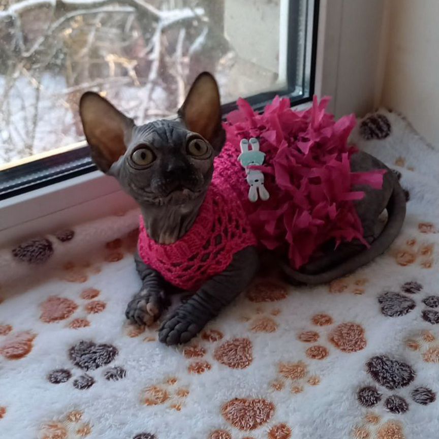 Канадский сфинкс котенок
