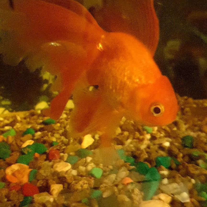 Аквариумные рыбки отдам бесплатно