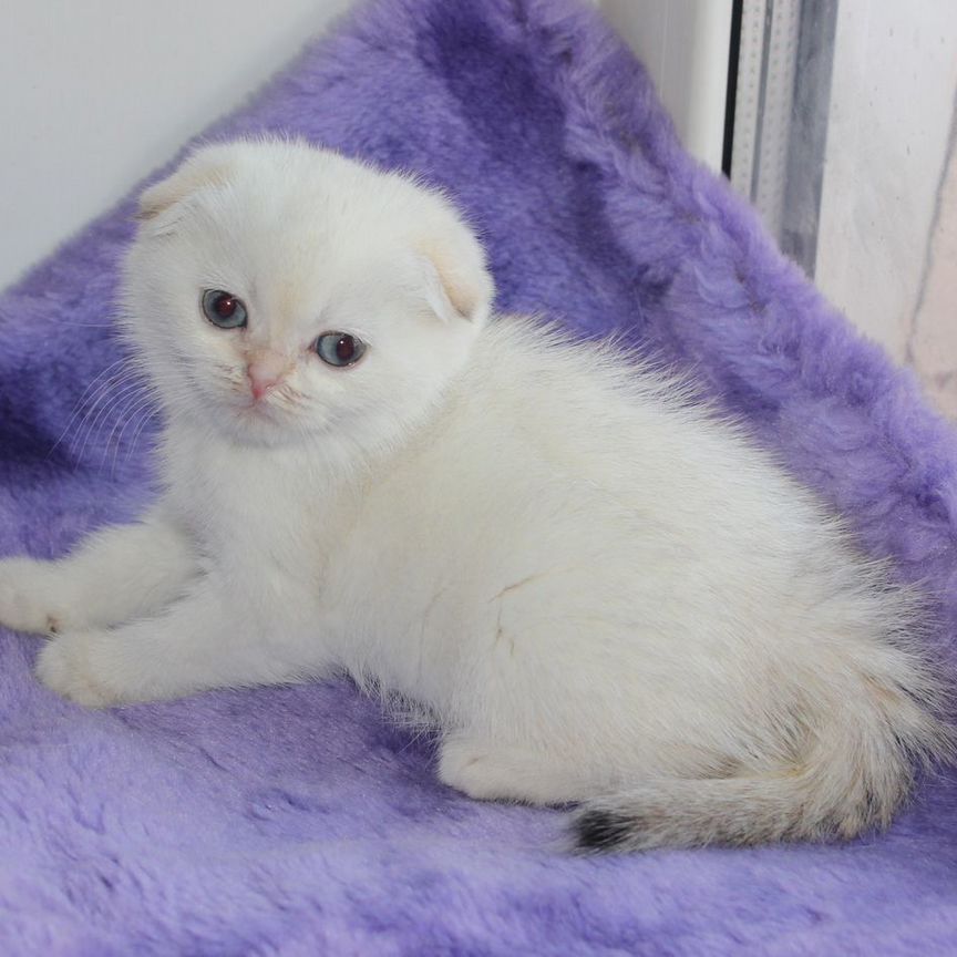 Шотландская вислоухая