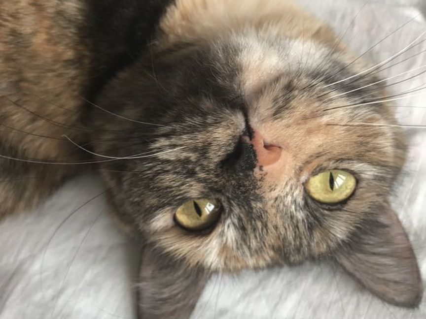 Кошкав добрые руки