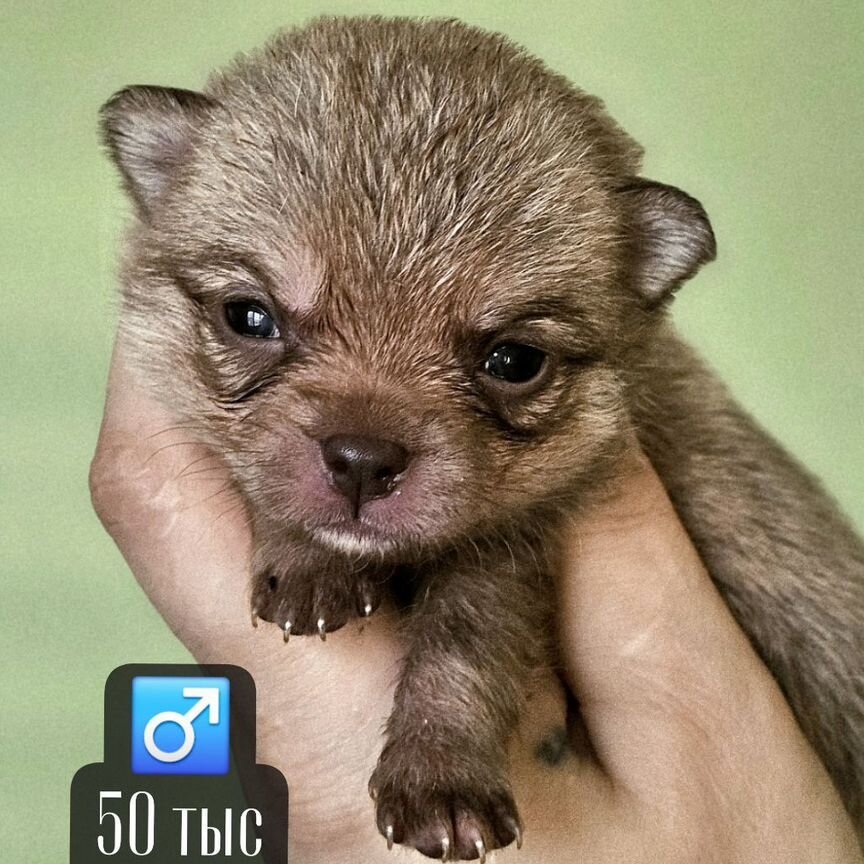 Щенок в добрые руки