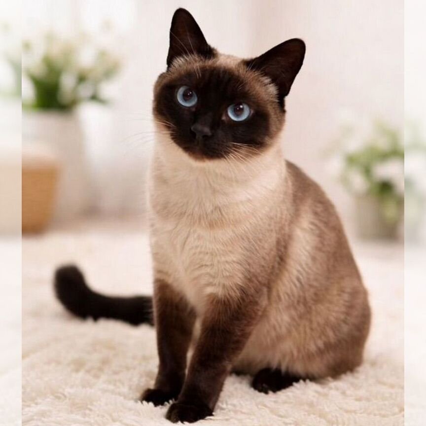 Тайская, взрослая кошка
