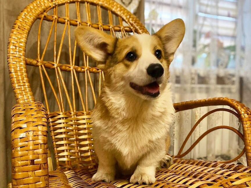 Вельш корги пемборк