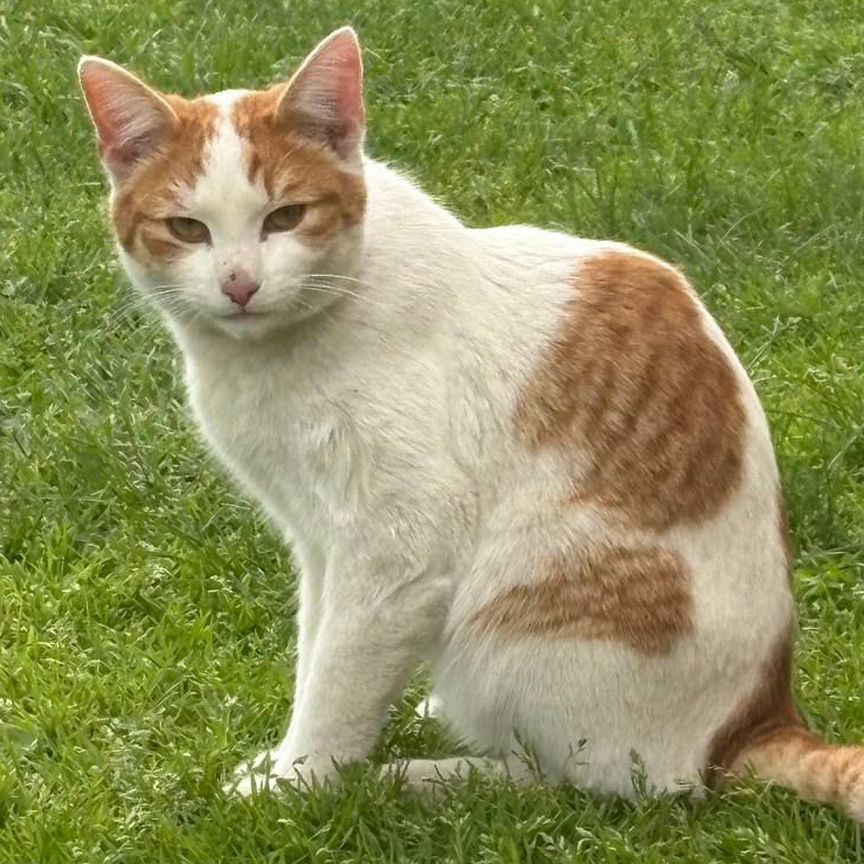 Молодой котик, стерилизован
