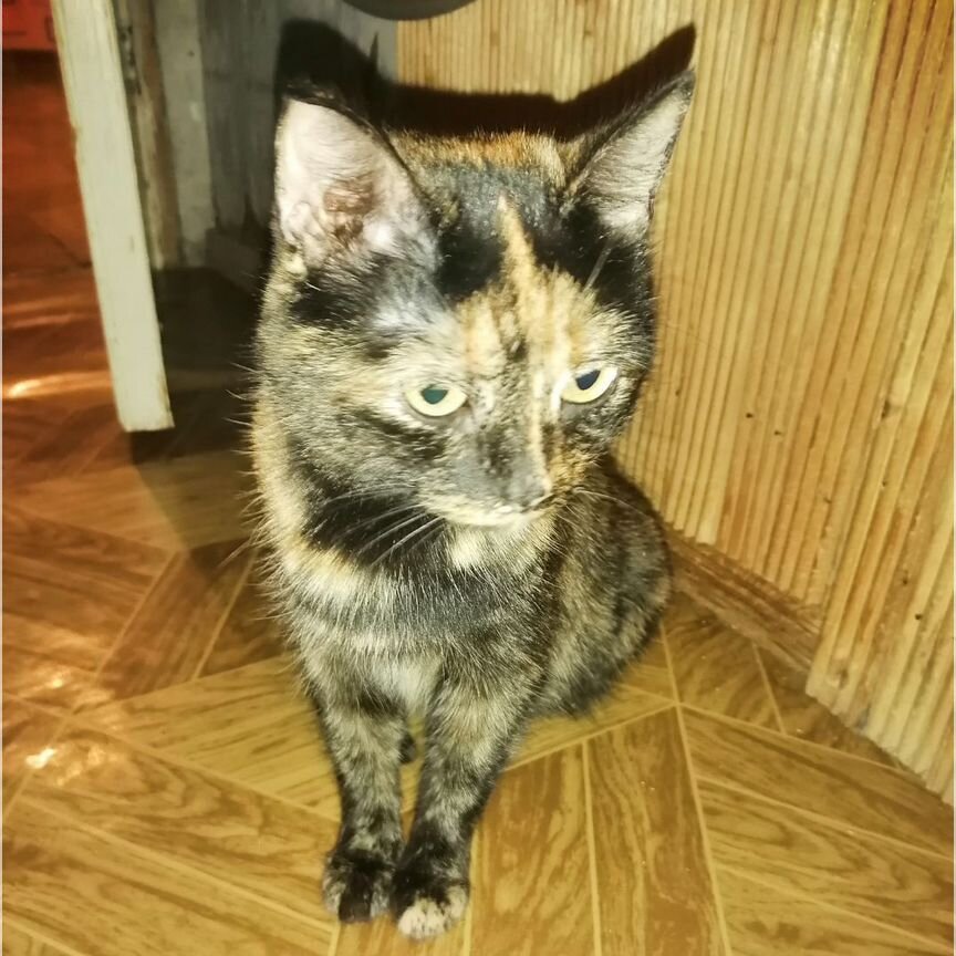 Кошка богатка