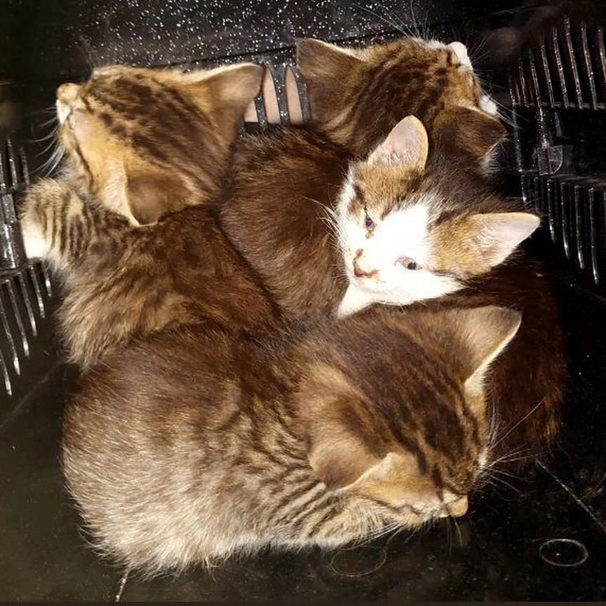 Котёнок от частного владельца