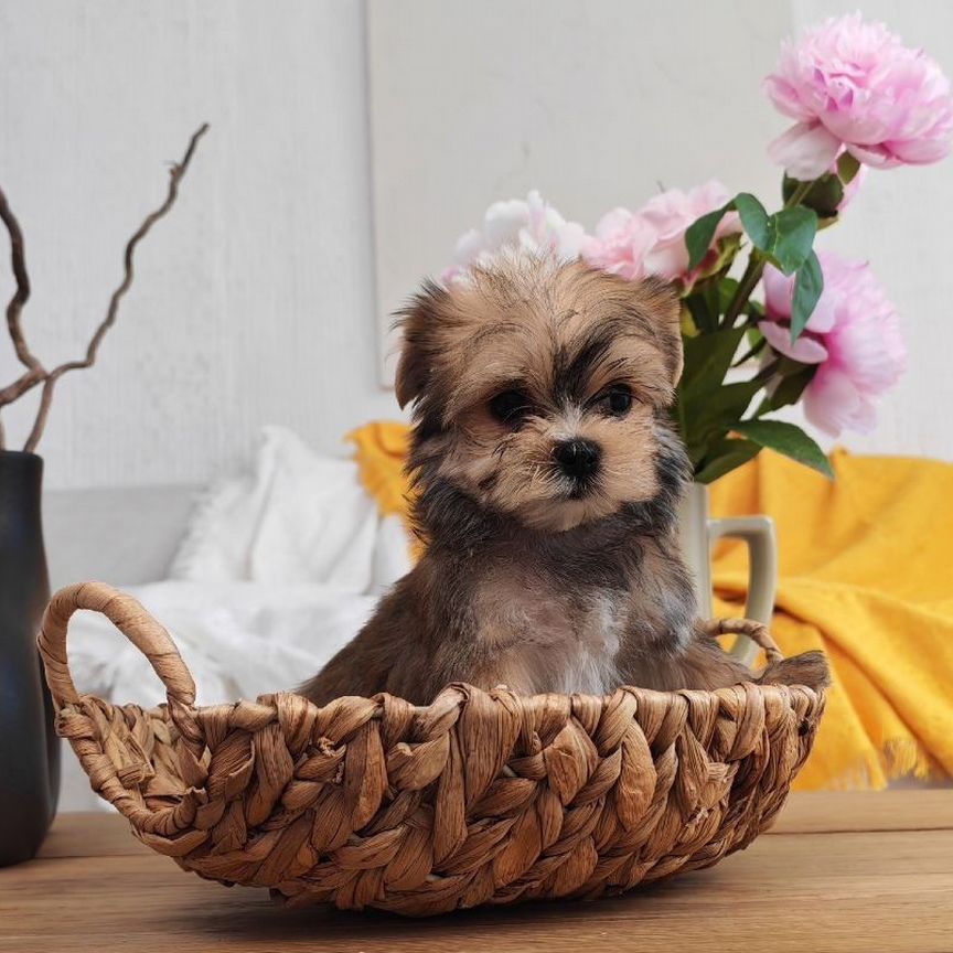 Йоркширский терьер, щенок