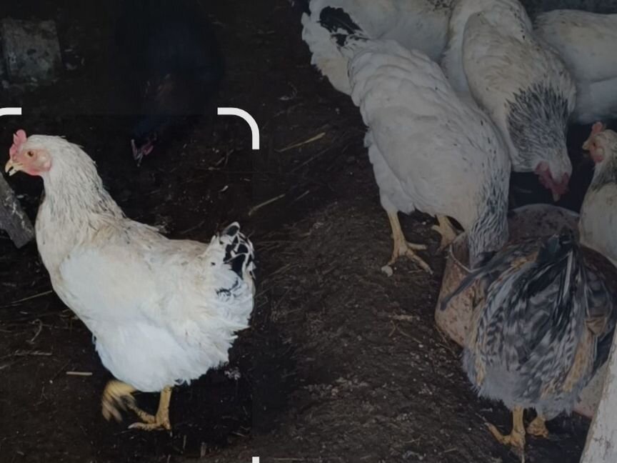 Куры несушки продам
