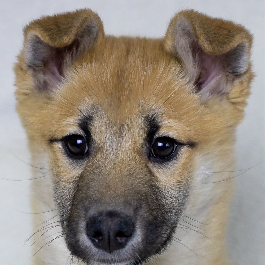 Щенок девочка ищет дом