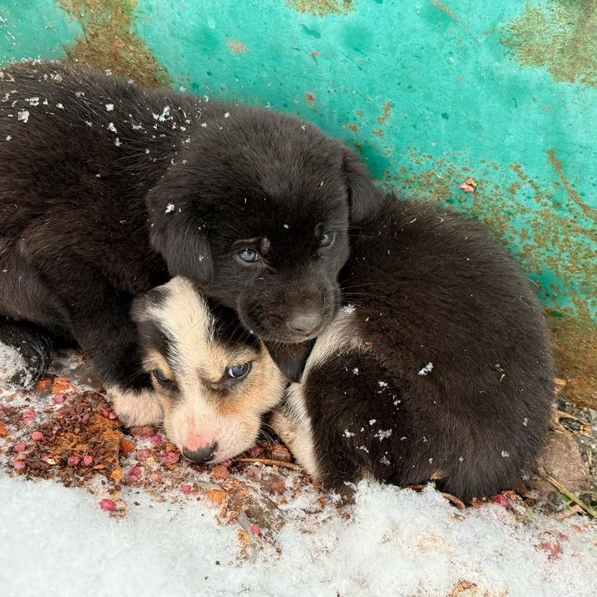 Щенки нуждаются в семье