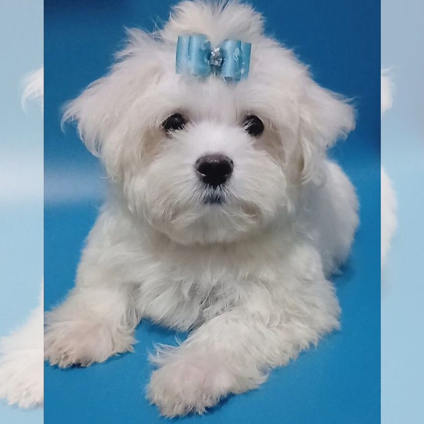 Мальтийская болонка, щенок