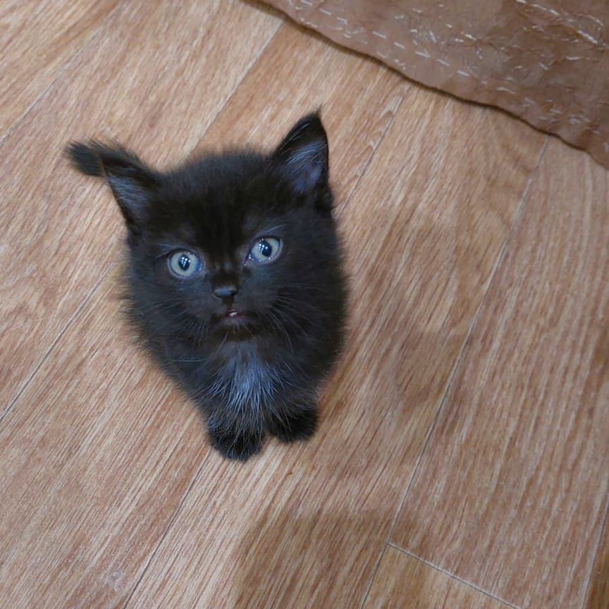 Отдам котенка