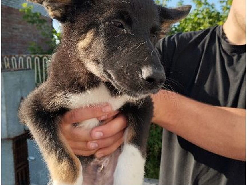 Щенки в добрые руки даром) Бесплатно