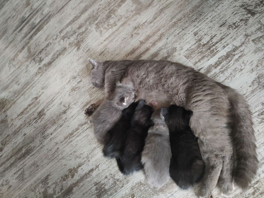 Котята в добрые руки 1 месяц