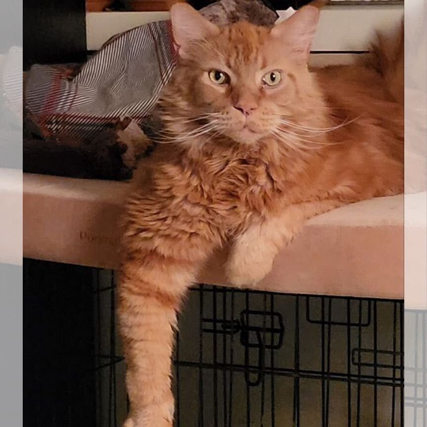 Мейн-кун, взрослый кот