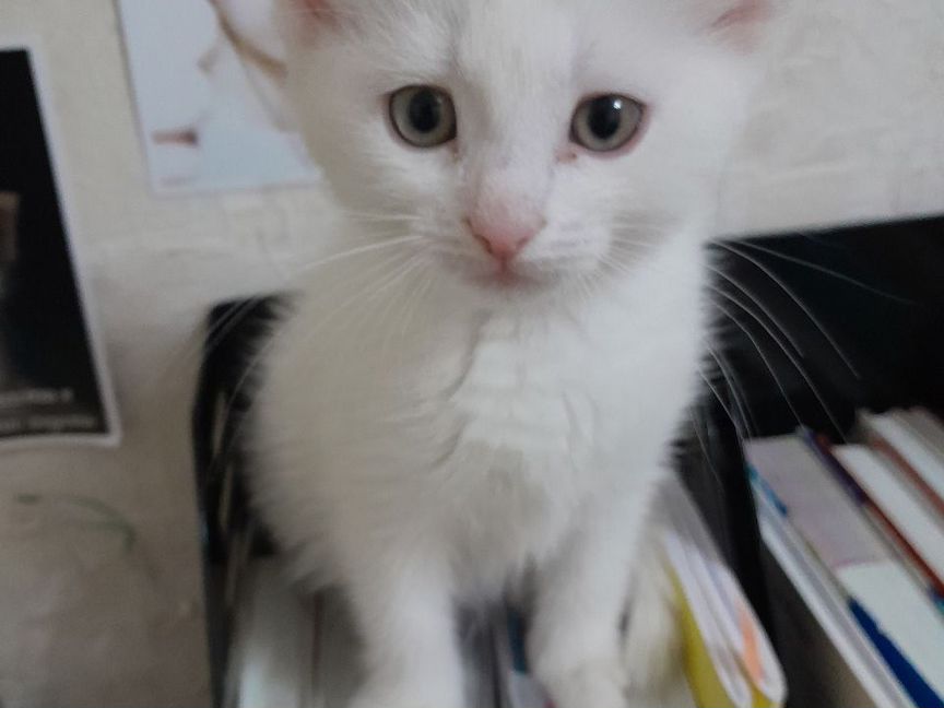 Котята