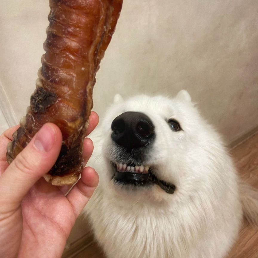 Трахея говяжья