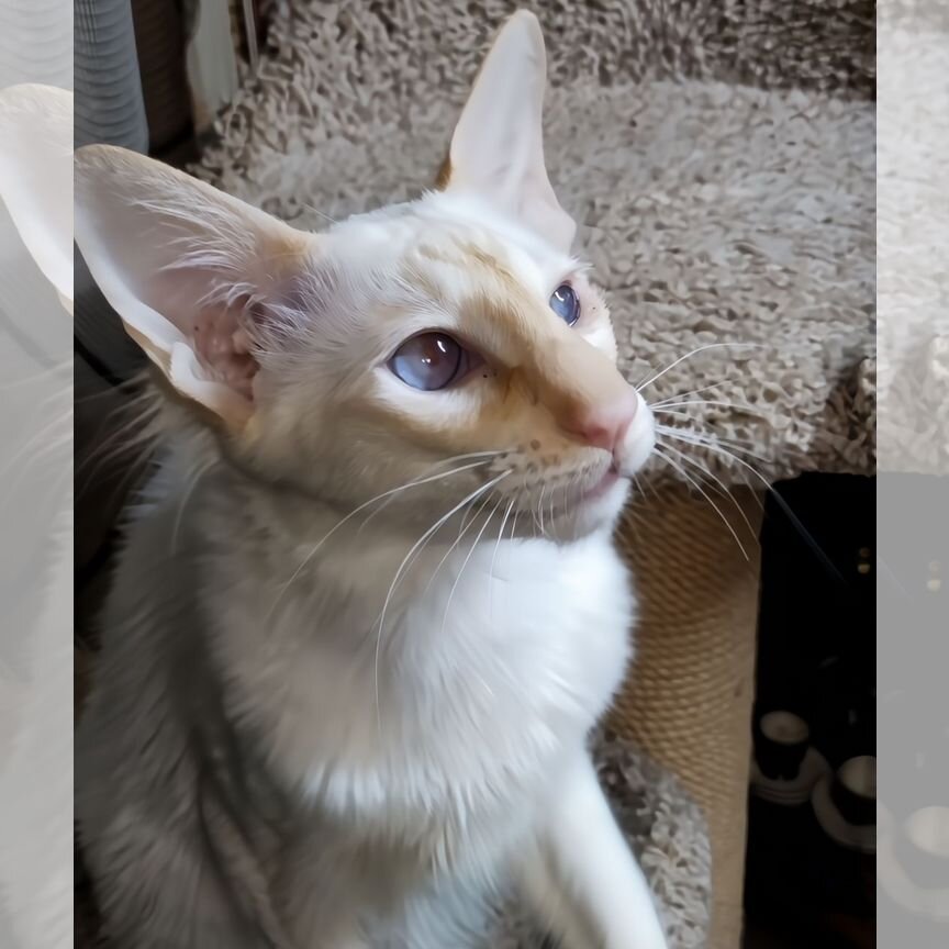 Балинезийский котёнок